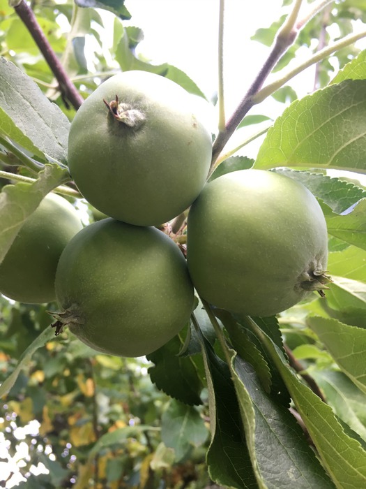 Gallra dina äpplen :: Alsatterstradgardar