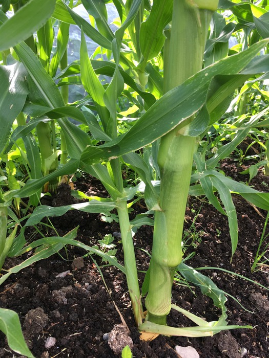 Gallra majs med mera :: Alsatterstradgardar